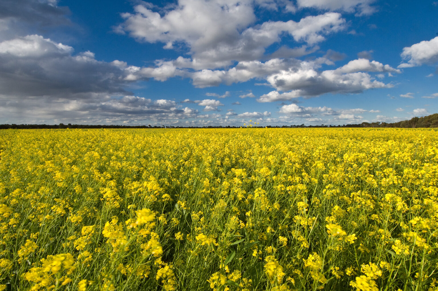 Canola – Australian Export Grains Innovation Centre