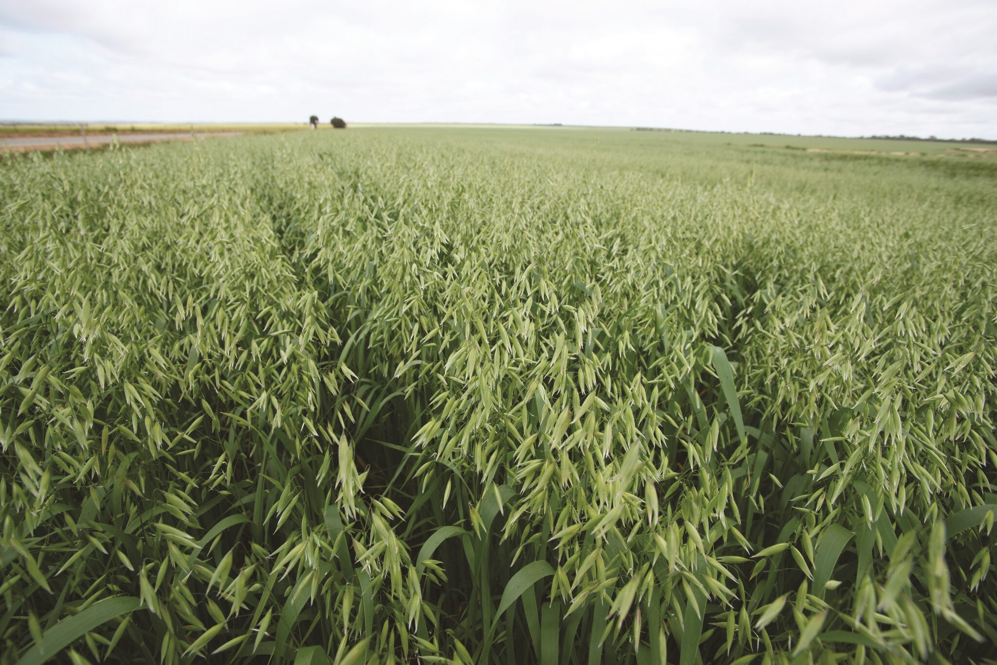 Australian Export Grains Innovation Centre